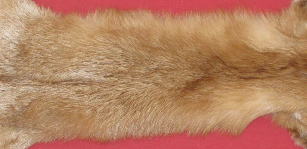 BUY TANNED RED FOX HIDE-TAXIDERMY QUALITY - FELLA FURS