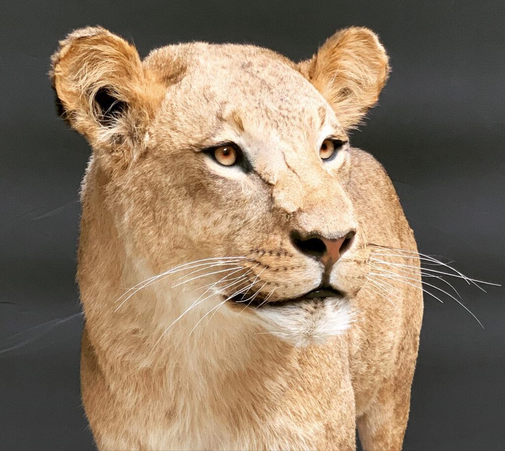 BUY LIONESS TAXIDERMY MOUNT - FELLA FURS