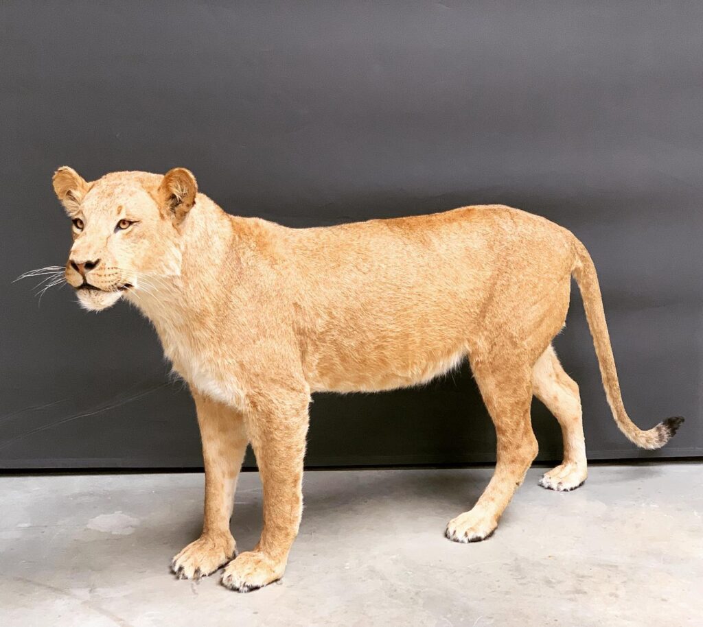 BUY LIONESS TAXIDERMY MOUNT - FELLA FURS