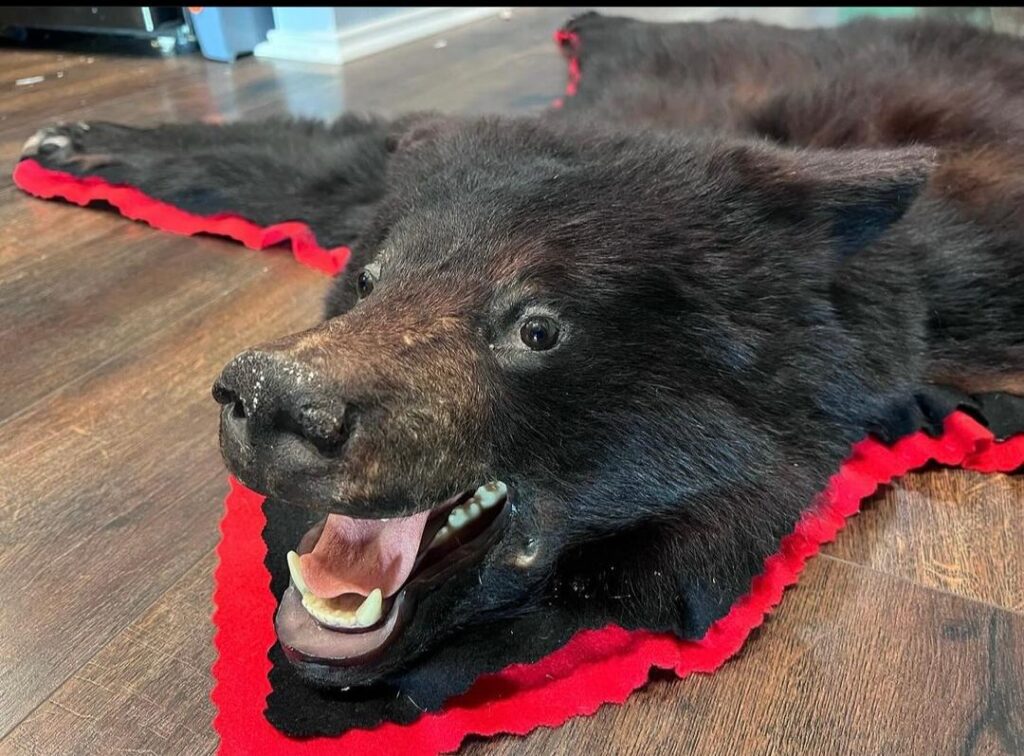 BUY TAXIDERMY BLACK BEAR RUG - FELLA FURS 2026