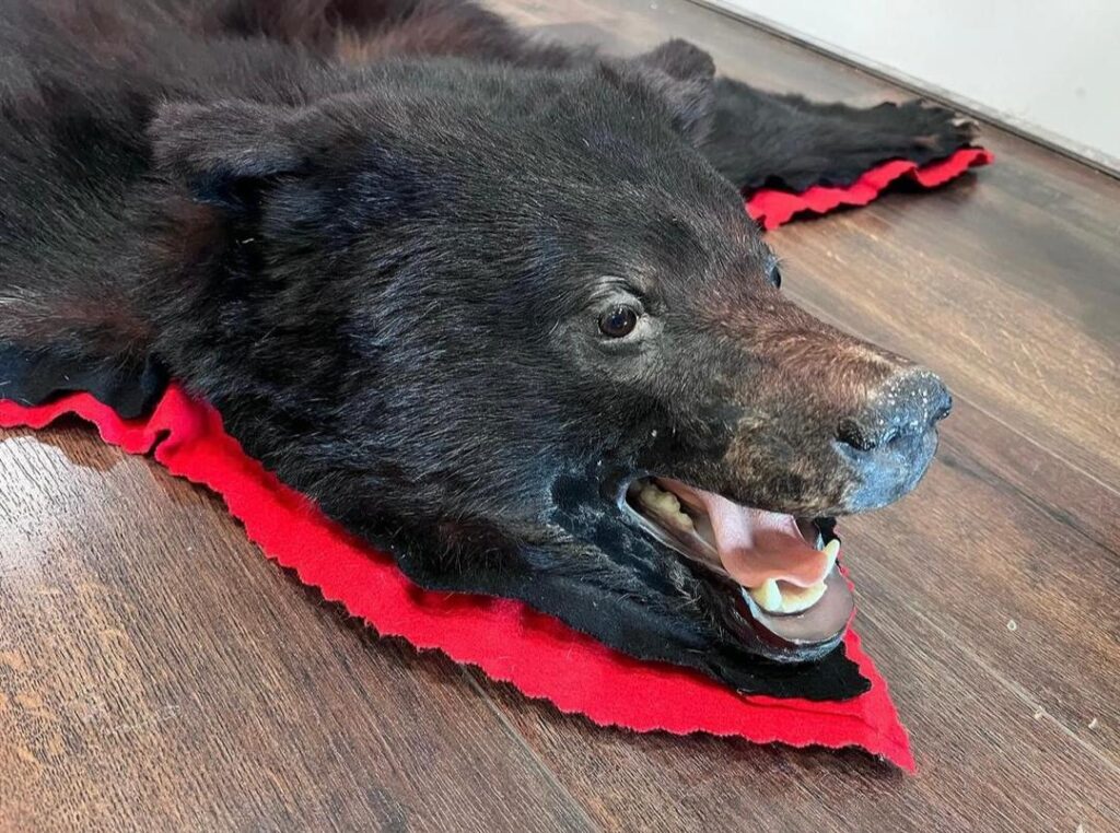 BUY TAXIDERMY BLACK BEAR RUG - FELLA FURS 2026