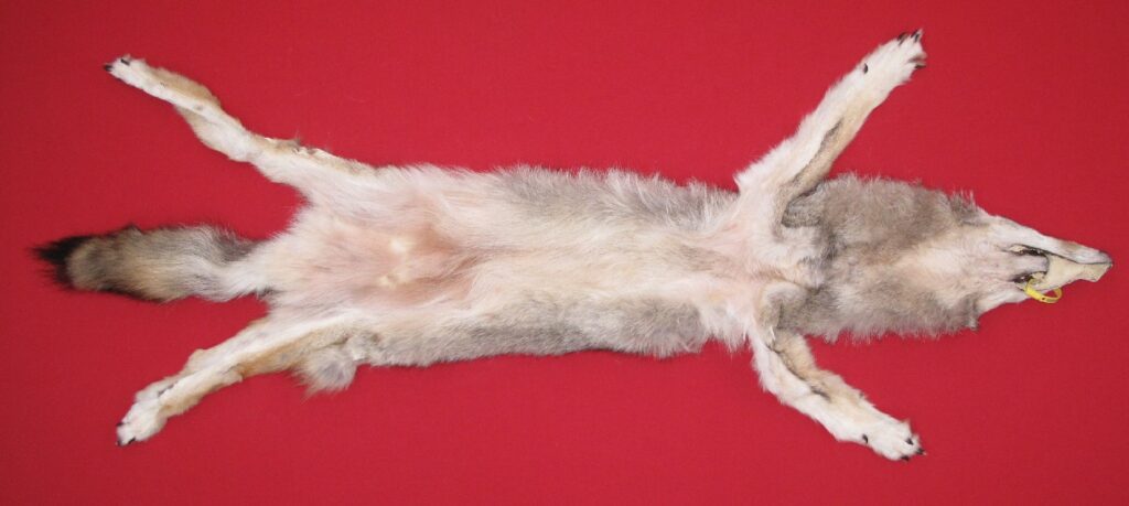 BUY TANNED WOLF PELT - FELLA FURS